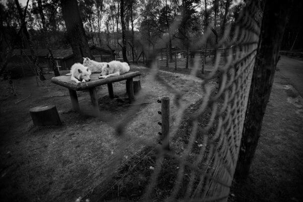 These Photos of Captive Animals Will Break Your Heart