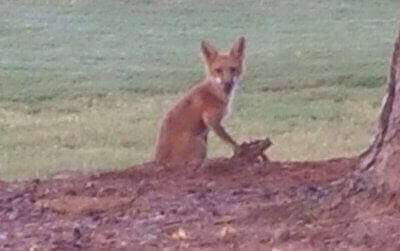 Update: North Carolina Golf Club Ditches Steel-Jaw Traps! | PETA