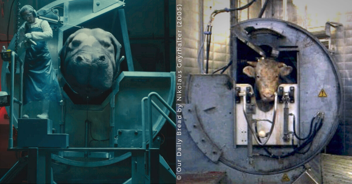 'Okja' Is Not as Far From Fiction as You Might Think | PETA