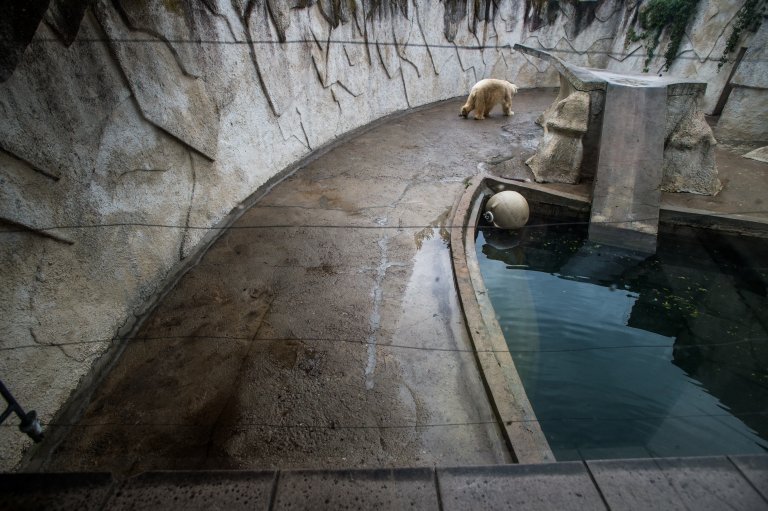 These Photos of Captive Animals Will Break Your Heart