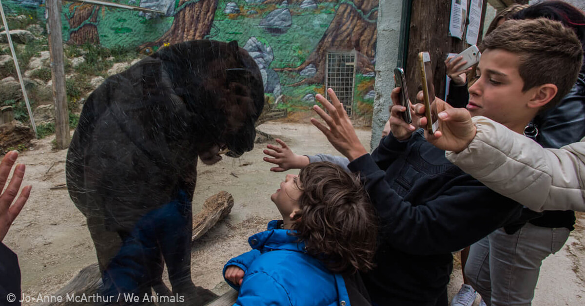 These Photos of Captive Animals Will Break Your Heart