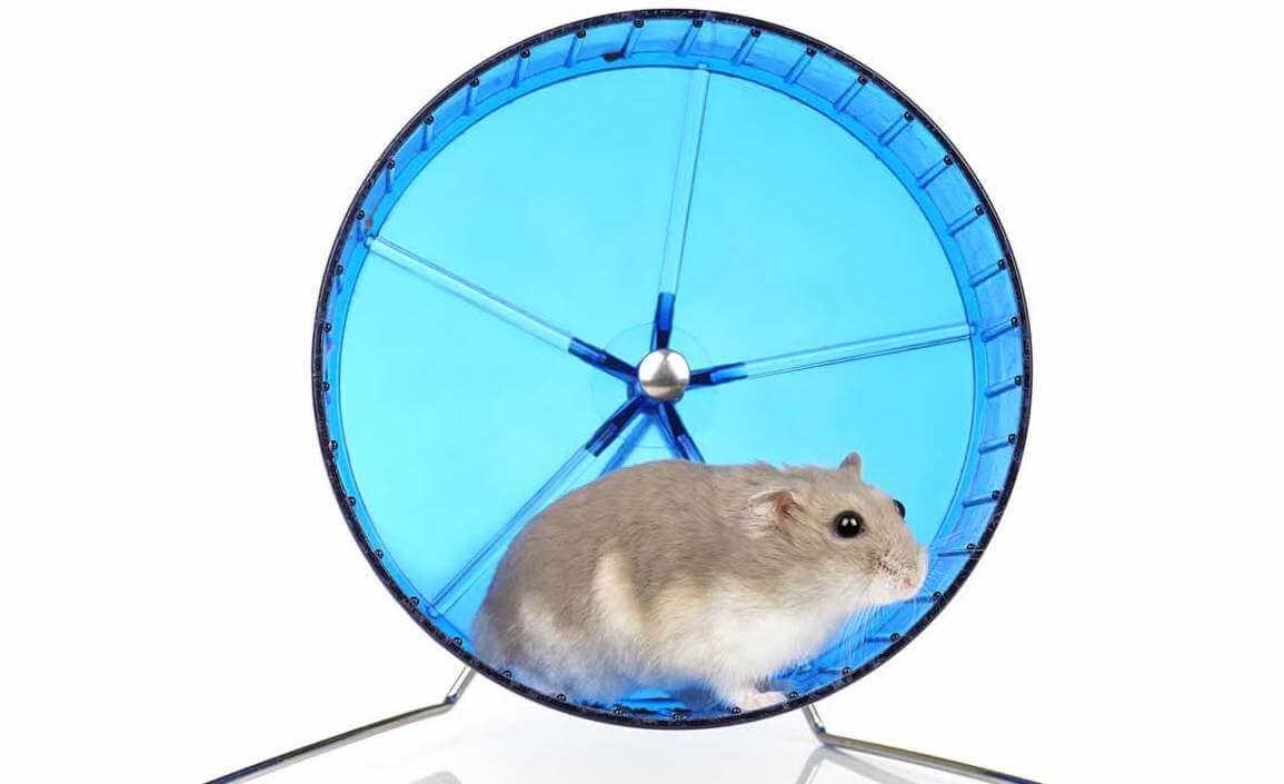 Experiments On Animals Fail 90 Of The Time Why Are They Replacing