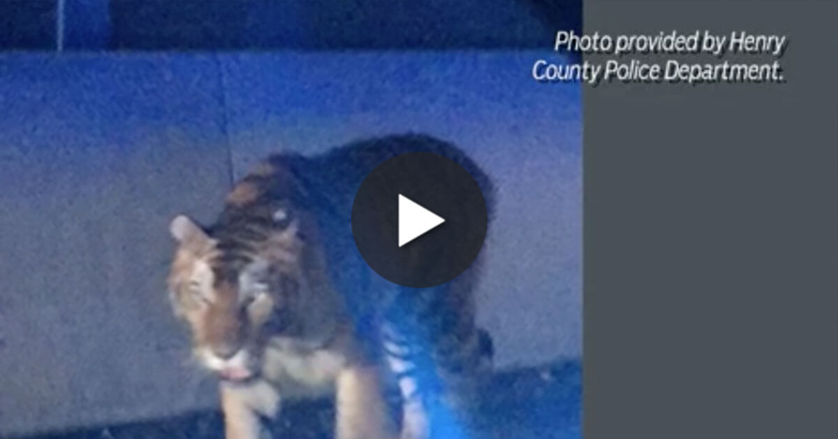(UPDATE) 14 Big Cats Found in Arkansas Tied to Georgia Tiger Shooting