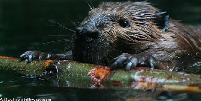 Action Alerts | PETA