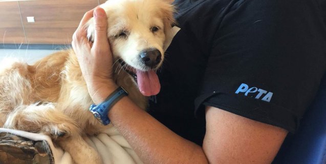 People for the Ethical Treatment of Animals (PETA): The animal rights ...