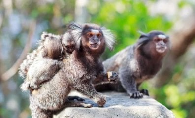 How Marmosets Suffer When Used in Experiments | PETA