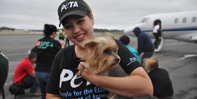 UPDATE: PETA's Rescue Team Brings Dogs Back From Puerto Rico