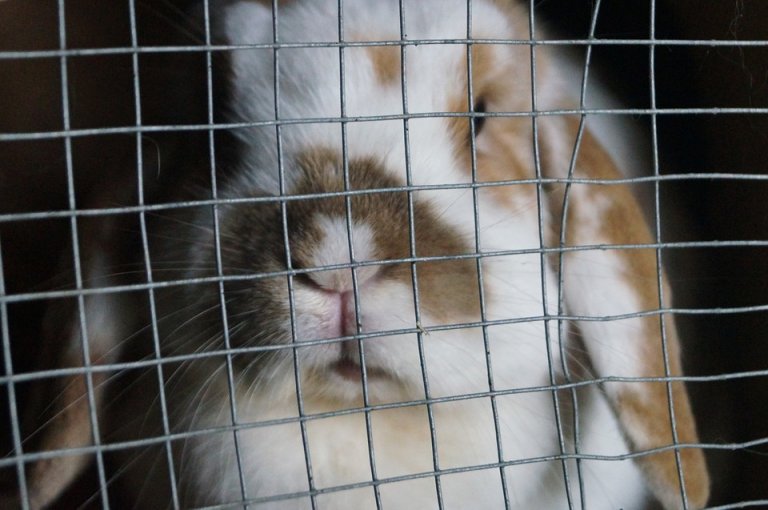 Is Your Rabbit Sick? 9 Signs the Answer May Be 'Yes' | PETA