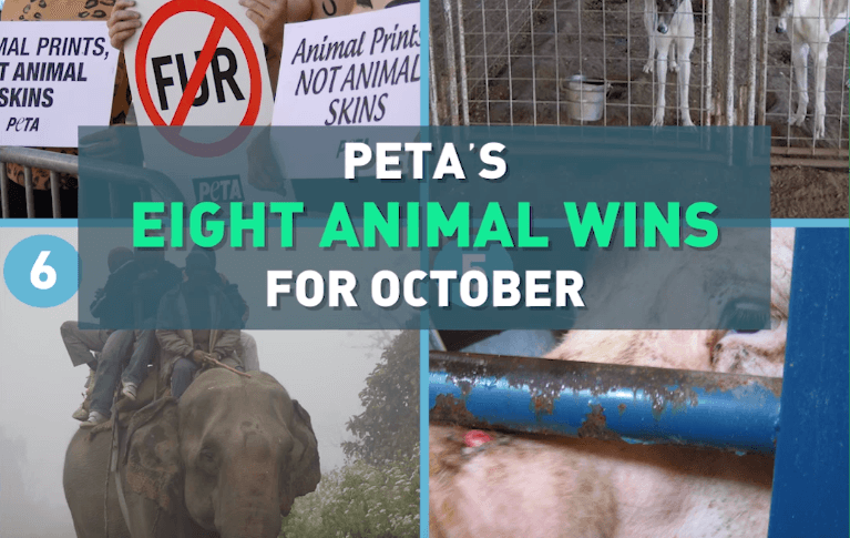 PETA's 8 Animal Wins for October | PETA