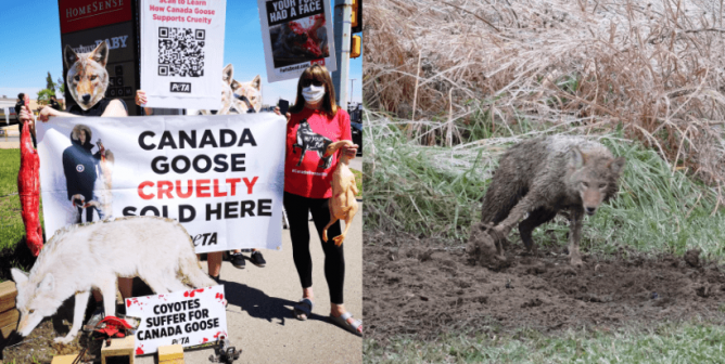 PETA Takes On Industries That Exploit Animals | Campaigns