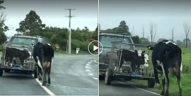 Viral page 11 | PETA