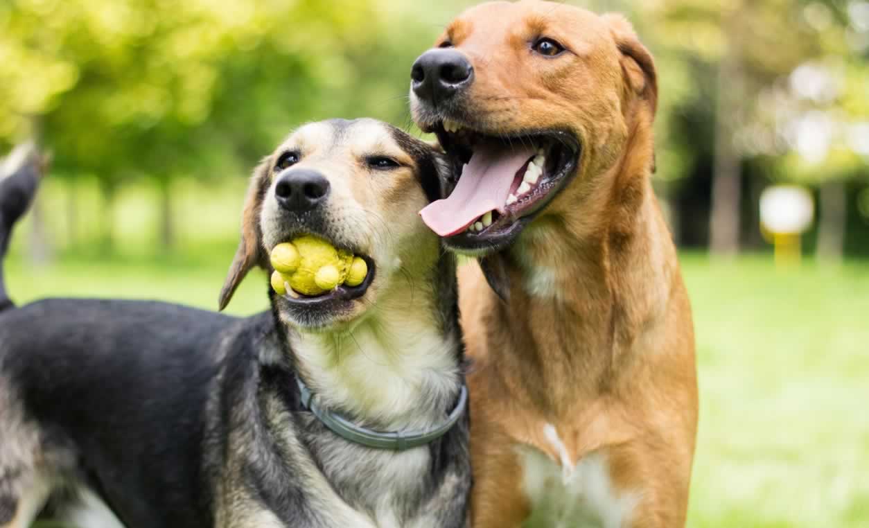 Trump Signs Pro-Animal PACT Act Into Law | PETA