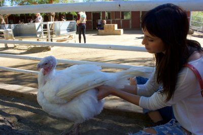 Turkeys Cuddle, and Here Are the Photos to Prove It | PETA
