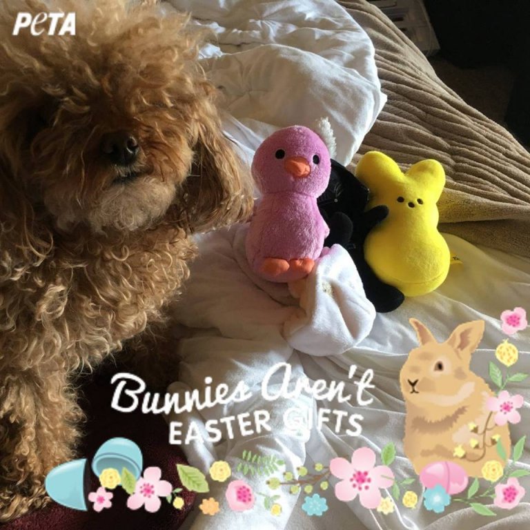 Half a Million People Have Used a PETA Facebook Frame—Are You One of ...