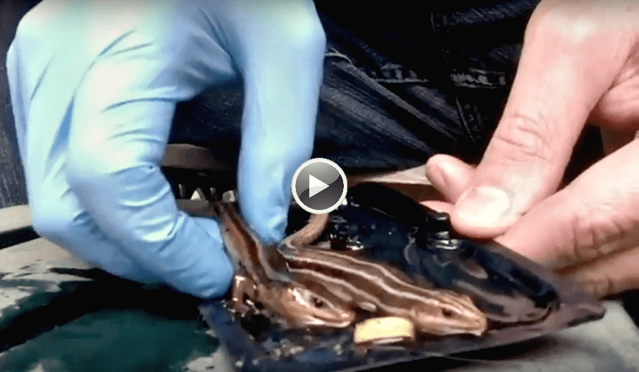 Rejoice at This Happy Ending After Jerks Leave Lizards to Die on Glue ...