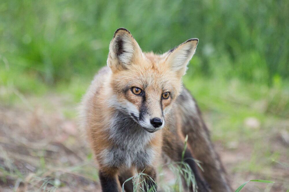The Fur Industry: Animals Used for Their Skins | PETA
