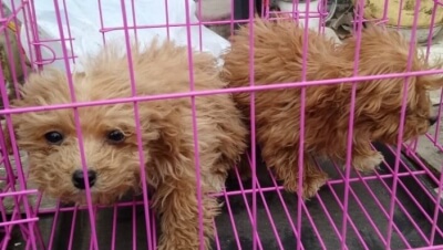 Are Dog Breeders Bad? Negative Effects of Dog Breeding | PETA