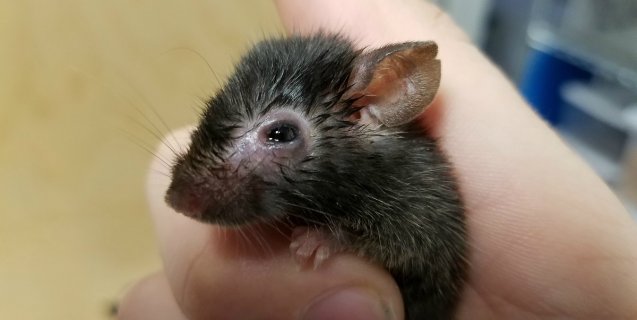 People for the Ethical Treatment of Animals (PETA): The animal rights ...