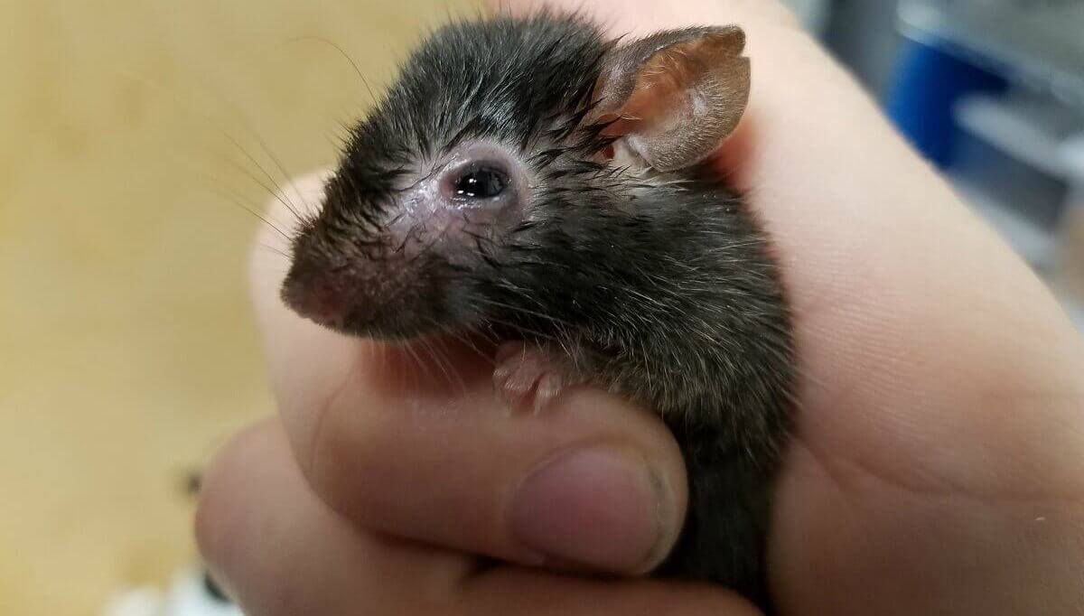 Campaigns page 11 - PETA