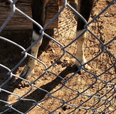 Animals Found Thin, Losing Hair, Limping at The Camel Farm | PETA