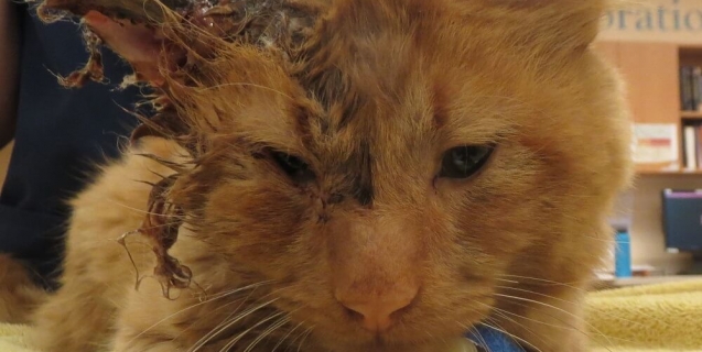 These 15 Foods Could Harm or Kill Your Rabbit | PETA