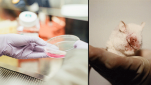 Animal Testing: Animals Used in Experiments | PETA