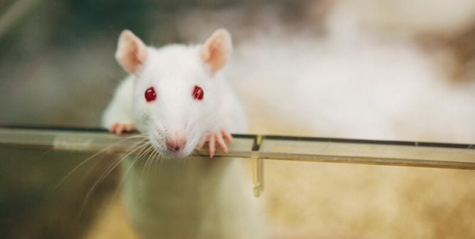 Rabbits in Laboratories | PETA