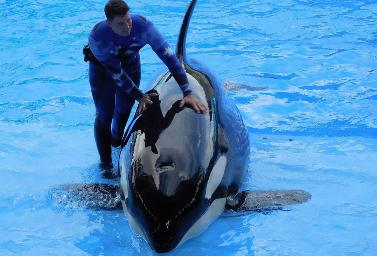 Rodeo: Cruelty for a Buck | PETA