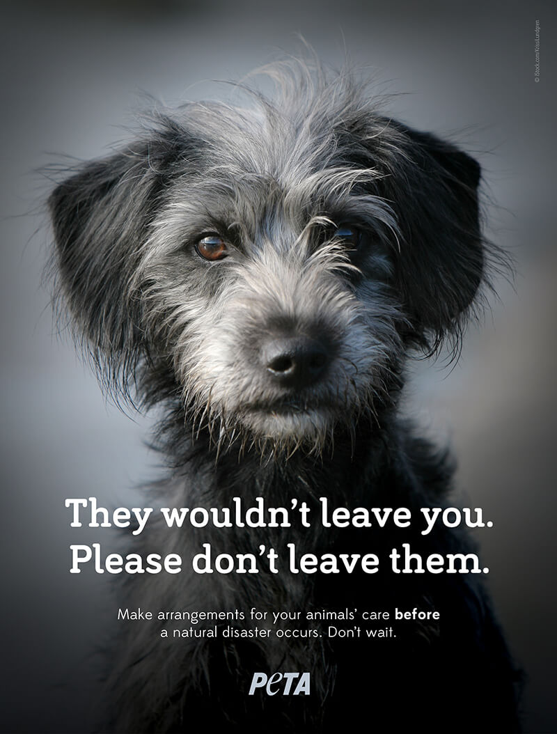 Print | PSAs | Media Center | PETA