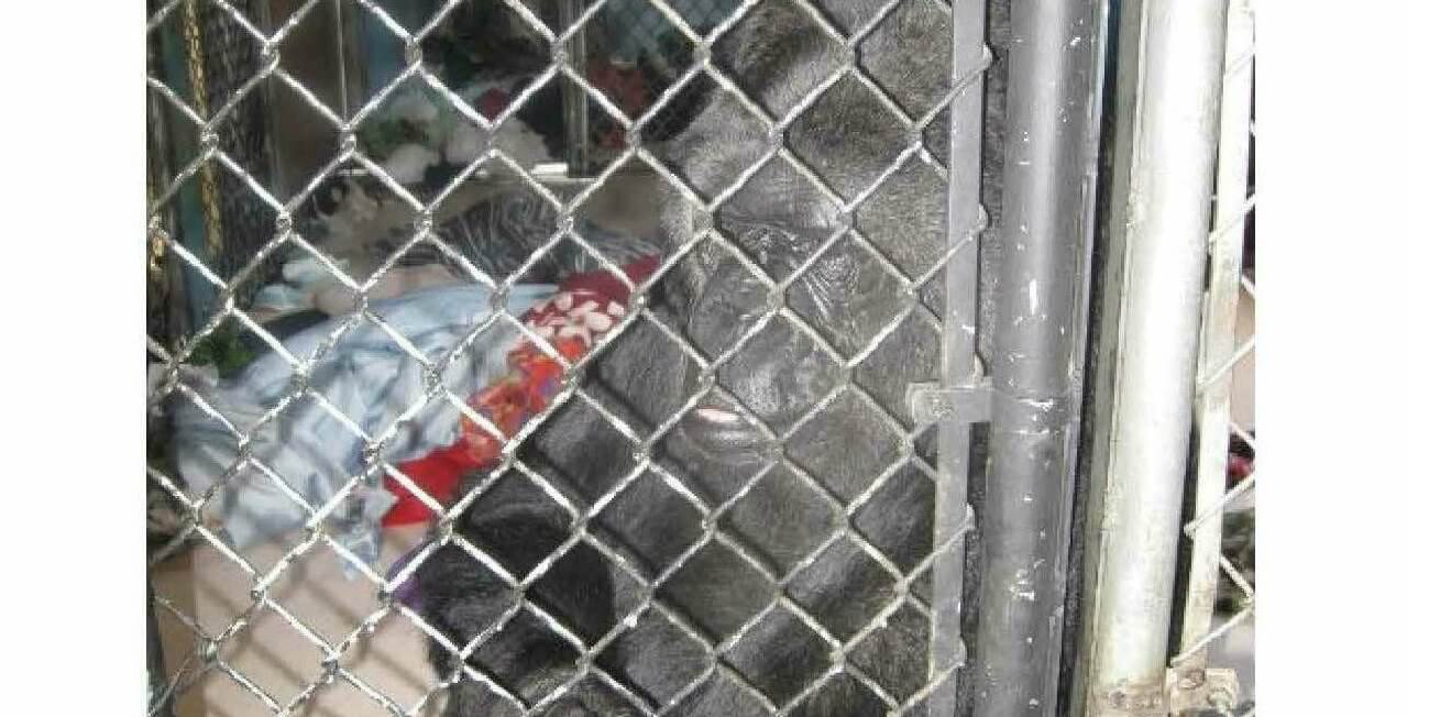 Farewell to Koko, the Signing Gorilla | PETA