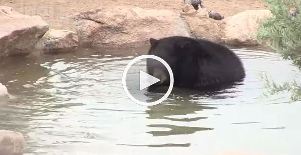 Animal Pool Safety: How to Prevent an Animal From Drowning in Your Pool ...