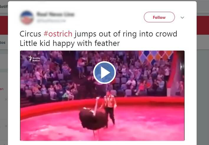 Circus Crowd Flees in Panic As Fed-Up Ostrich Runs From Handler | PETA