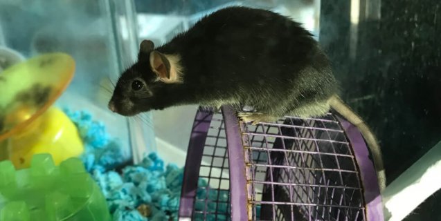 Vegan at Chipotle: Now Testing a New Quinoa Option | PETA