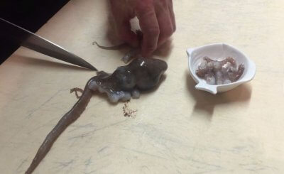 39 Images That Prove Other Animals Are Just Like Us | PETA