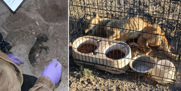 These 15 Foods Could Harm or Kill Your Rabbit | PETA