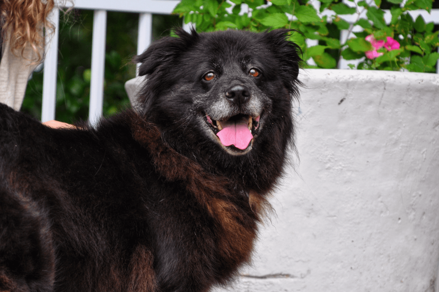 Dog With 'Two Left Feet' Will Charm Your Socks Off | PETA