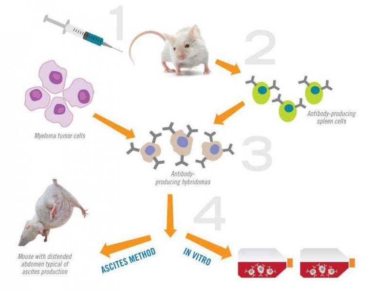 Rabbits, Goats, and Llamas Used as Living Incubators—Take Action! | PETA