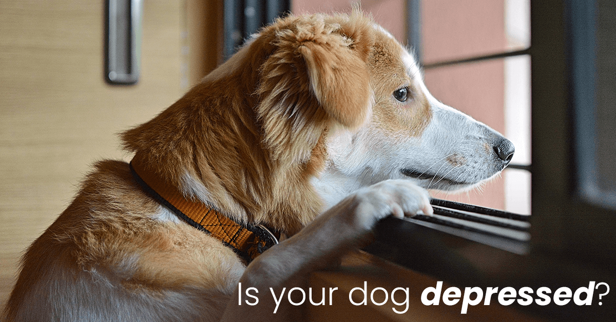 Is Your Dog Depressed? Tips for Every Dog Guardian | PETA