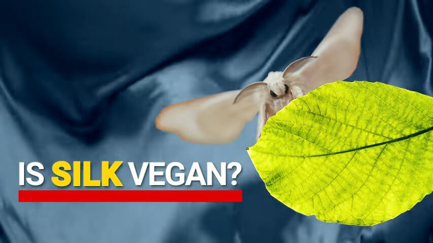 Is Silk Vegan? For Every Pound, 3,000 Animals Are Killed | PETA