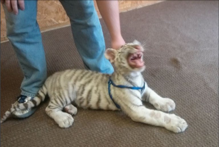 10 of the Many Reasons Why Roadside Zoos Are Bad for Animals | PETA