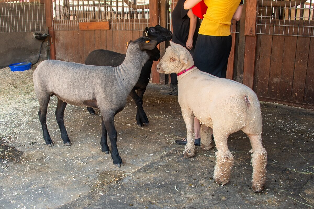 PETA Prime: Songwriter Diane Warren Helps 4-H Student Save Lamb From ...