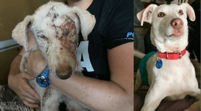 Dog Rescued After Hurricane Maria Makes Amazing Transformation | | PETA