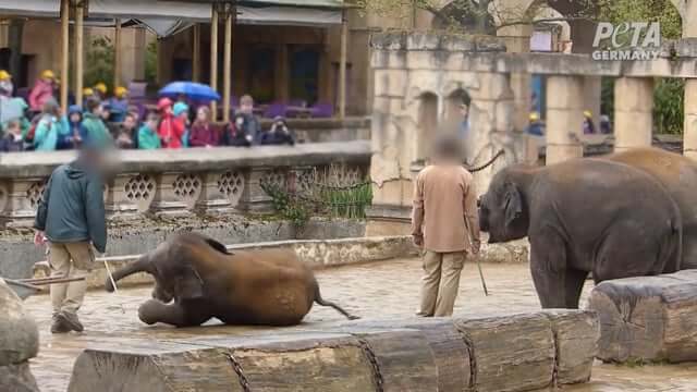 Captive-Elephant Insemination Will Give You Nightmares | PETA