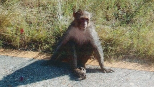 People for the Ethical Treatment of Animals (PETA): The Largest Animal ...