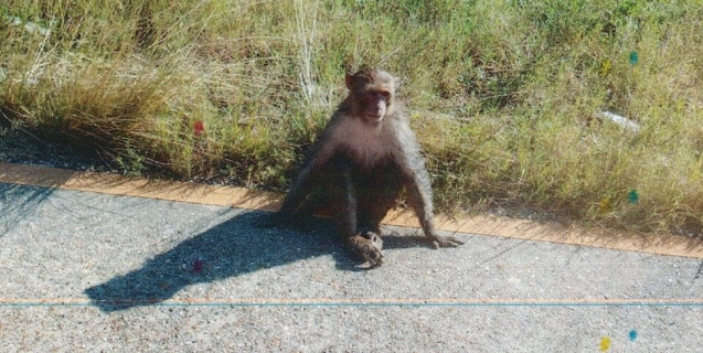 13 Vegan Korean Recipes to Make You Say, 'Mashita!' | PETA