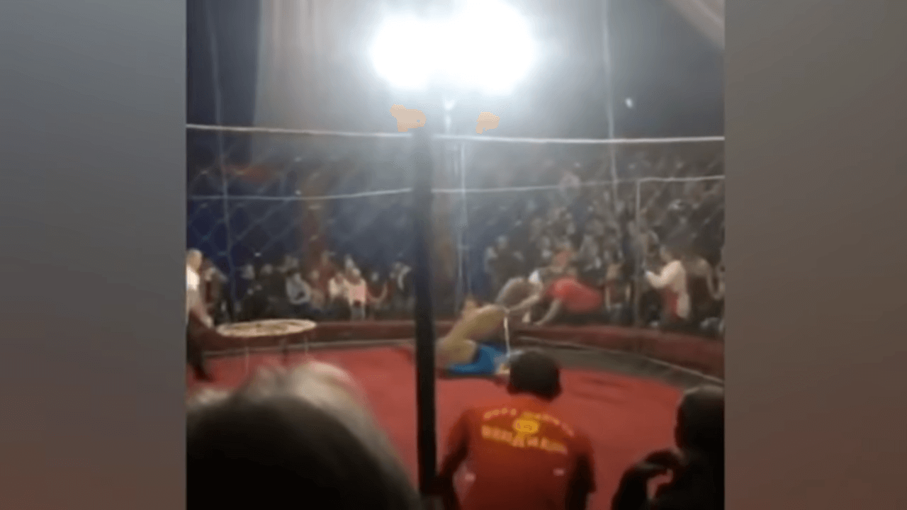 VIDEO: Lion Pounces on 4-Year-Old Girl During Circus | PETA