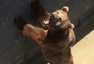 These Photos Show Why All Bear Pits Must Close Now | PETA