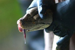 Photo Gallery: Animals Used for Clothing | PETA