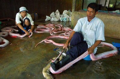 Photo Gallery: Animals Used for Clothing | PETA