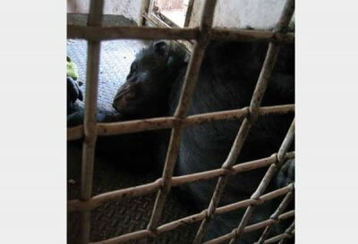 Photo Gallery: Animals Used for Entertainment | PETA